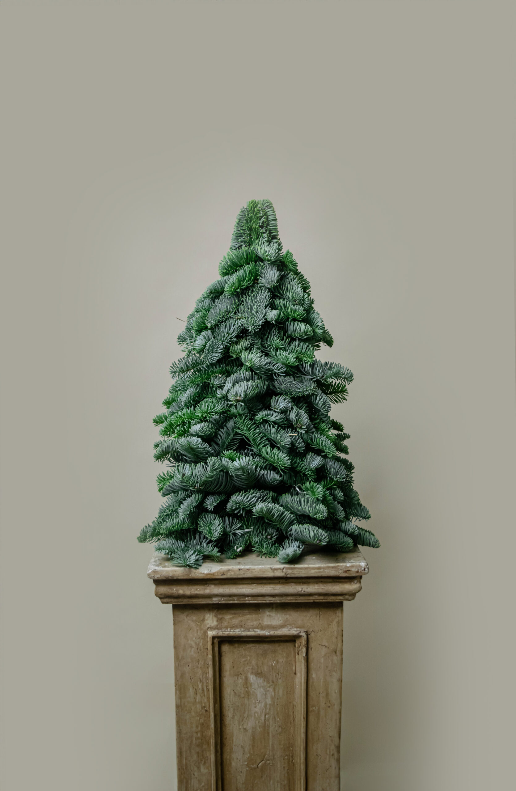 Árbolito Pino Nobilis Natural 50 cm - Florenzza